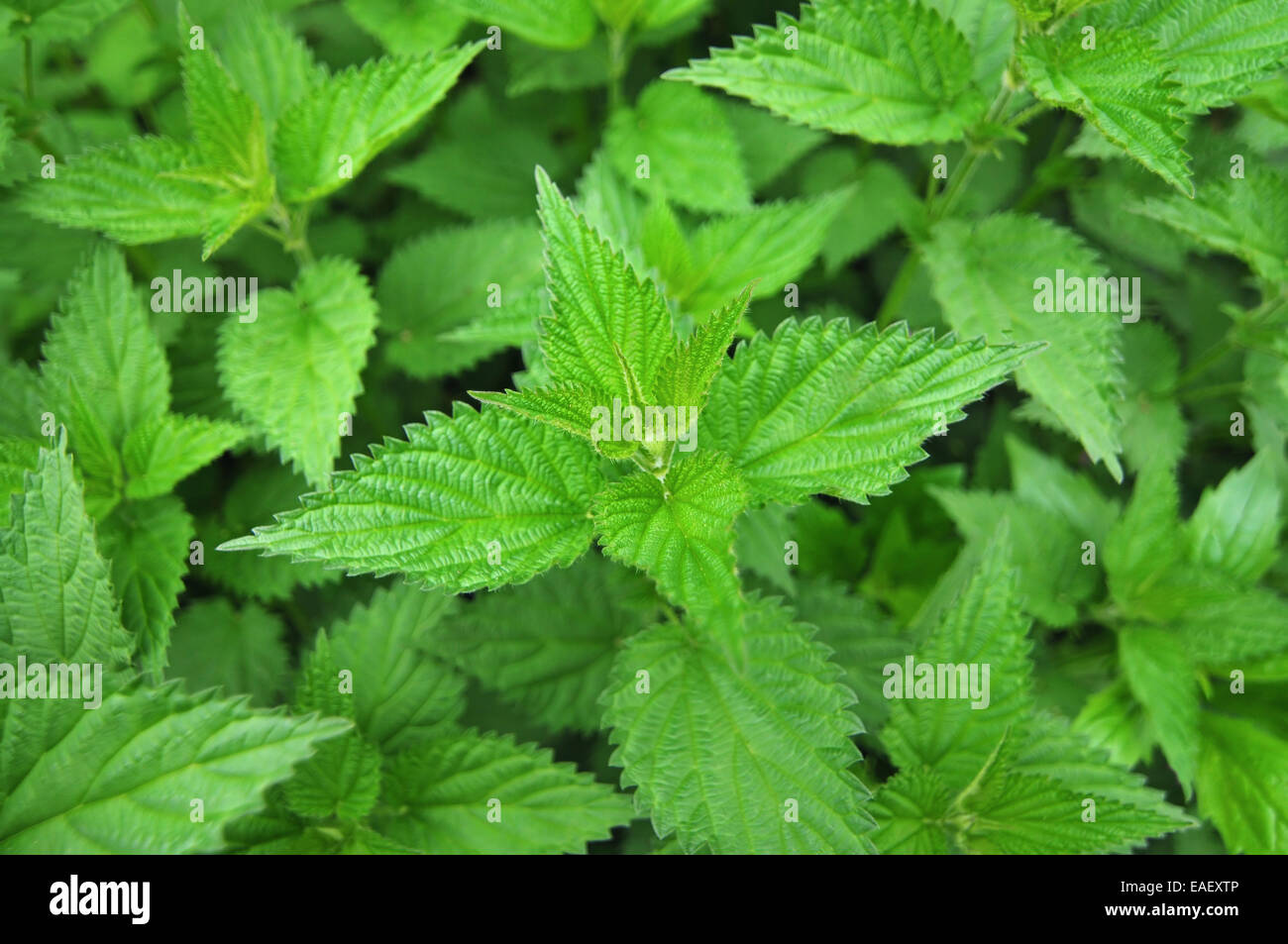 Nettle plant hi-res stock photography and images - Alamy