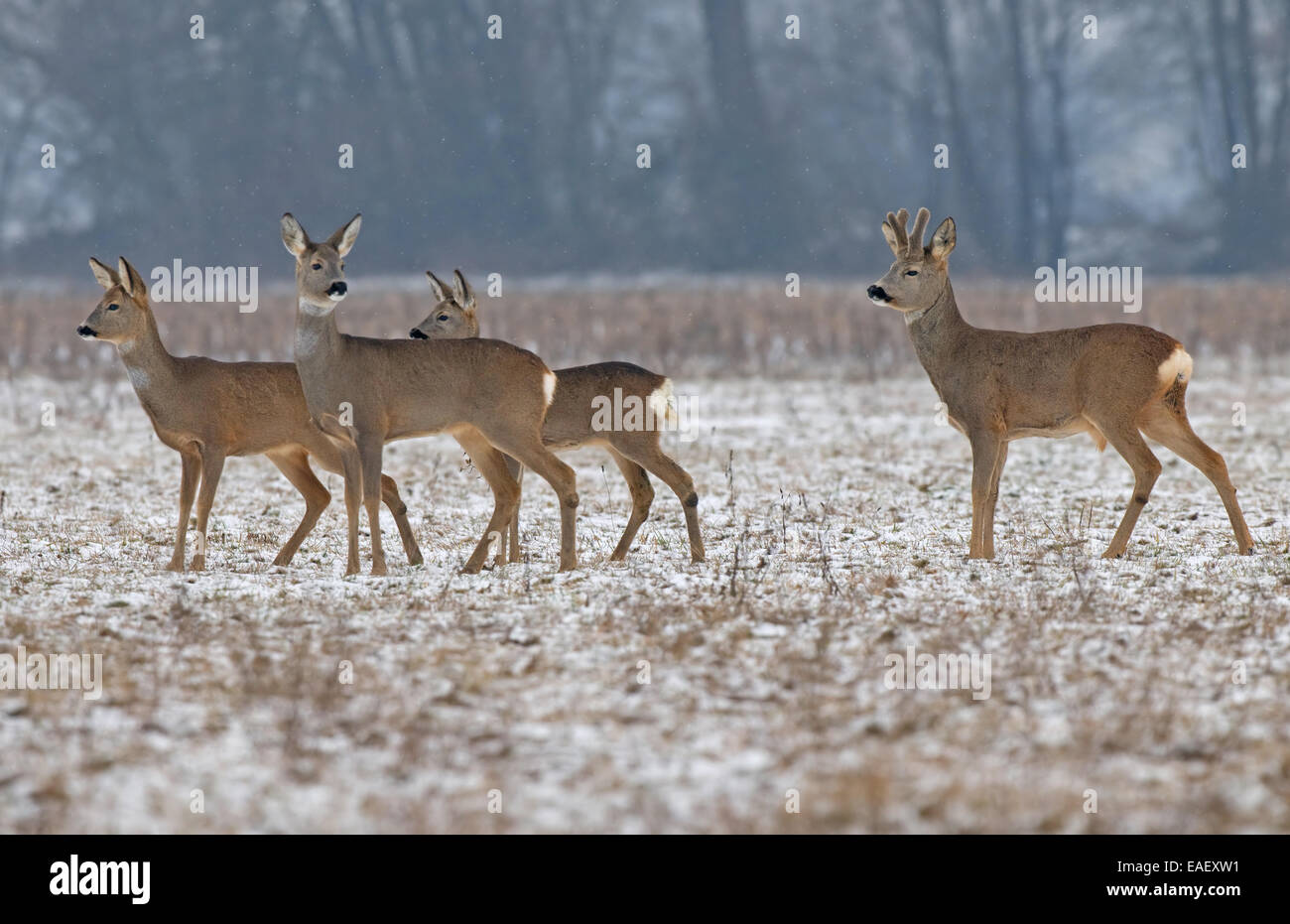 Roe deer herd in winter Stock Photo - Alamy