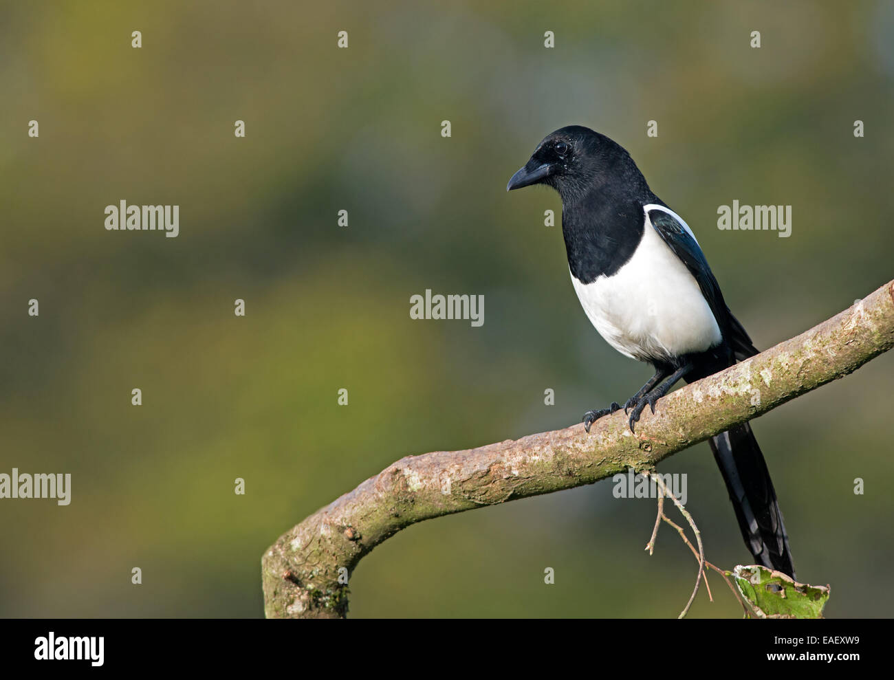 Magpie pica pica perches in tree hi-res stock photography and images ...