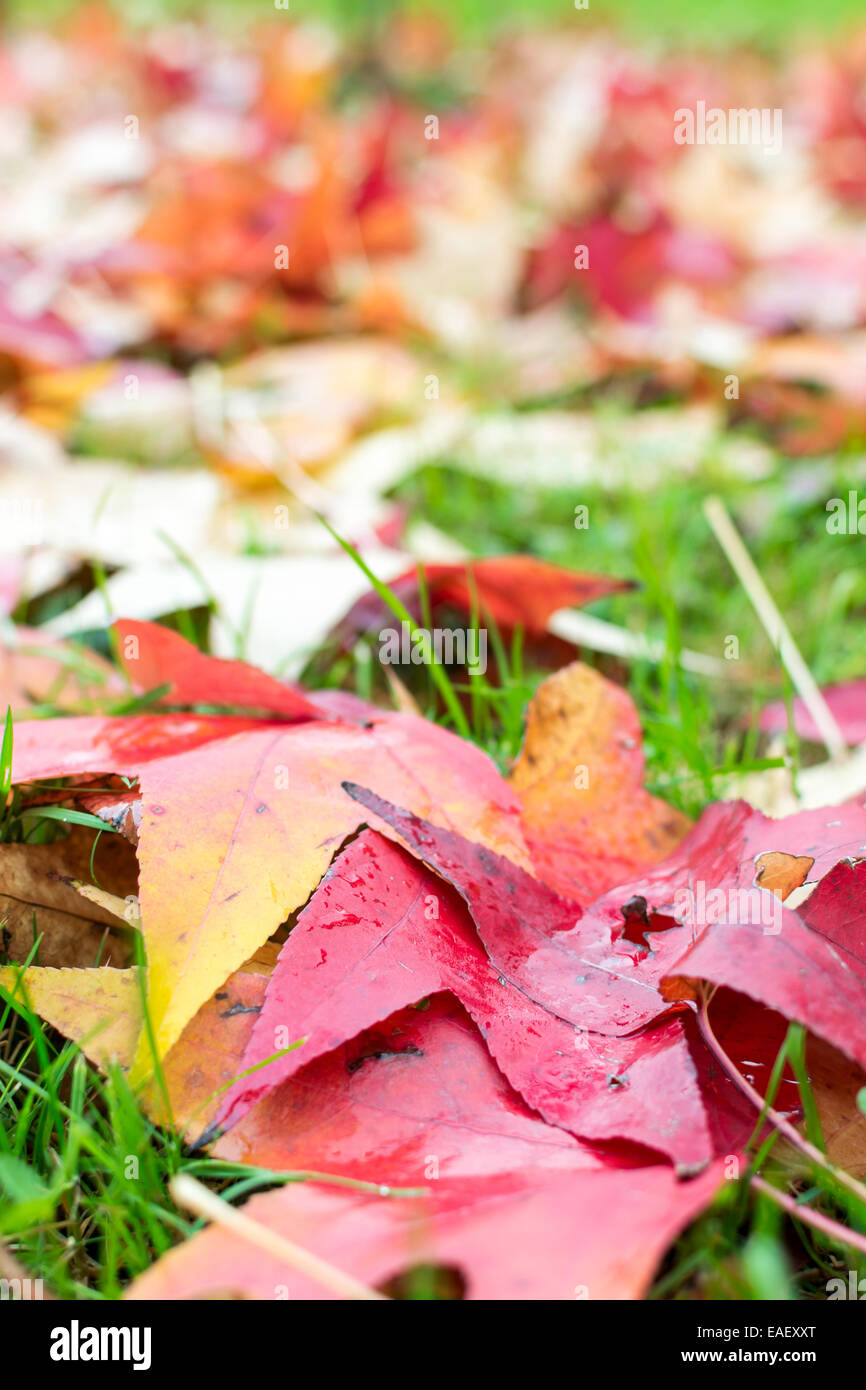 fallen leaves of a maple with some water drops Stock Photo - Alamy