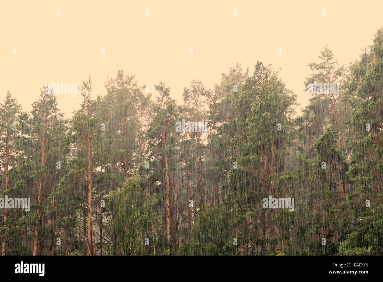 Trees under a pouring rain. Downpour in forest Stock Photo - Alamy
