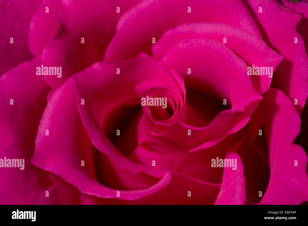 Hot pink rose hi-res stock photography and images - Alamy