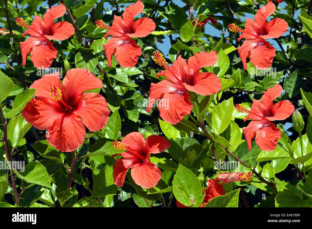 Rose of China Latin name Hibiscus rosa-sinensis Stock Photo - Alamy
