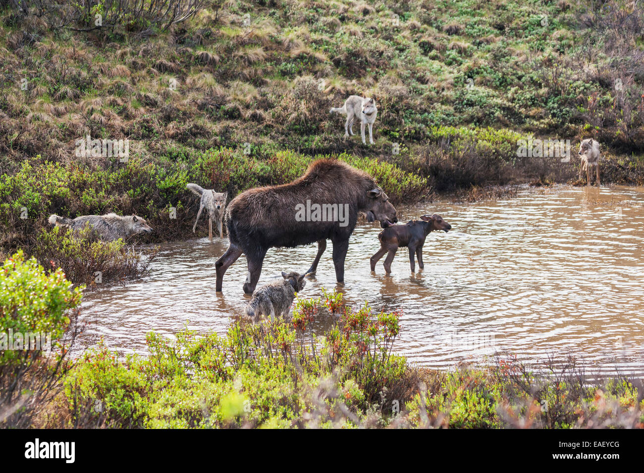 Moose wolf attack hi-res stock photography and images - Alamy