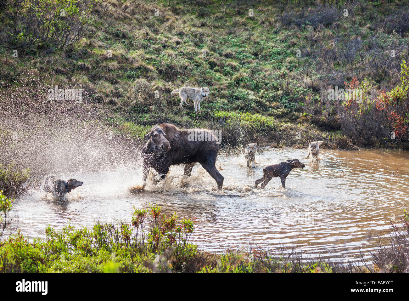 Attacking Wolf High Resolution Stock Photography and Images - Alamy