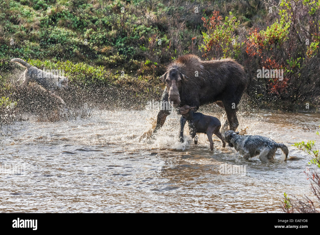 Moose calf and wolf hi-res stock photography and images - Alamy