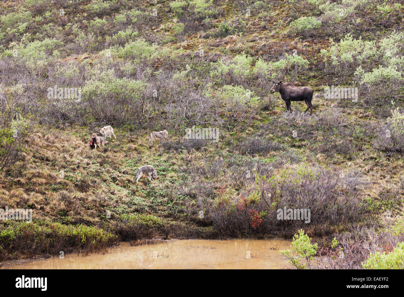 Wolf moose killed hi-res stock photography and images - Alamy