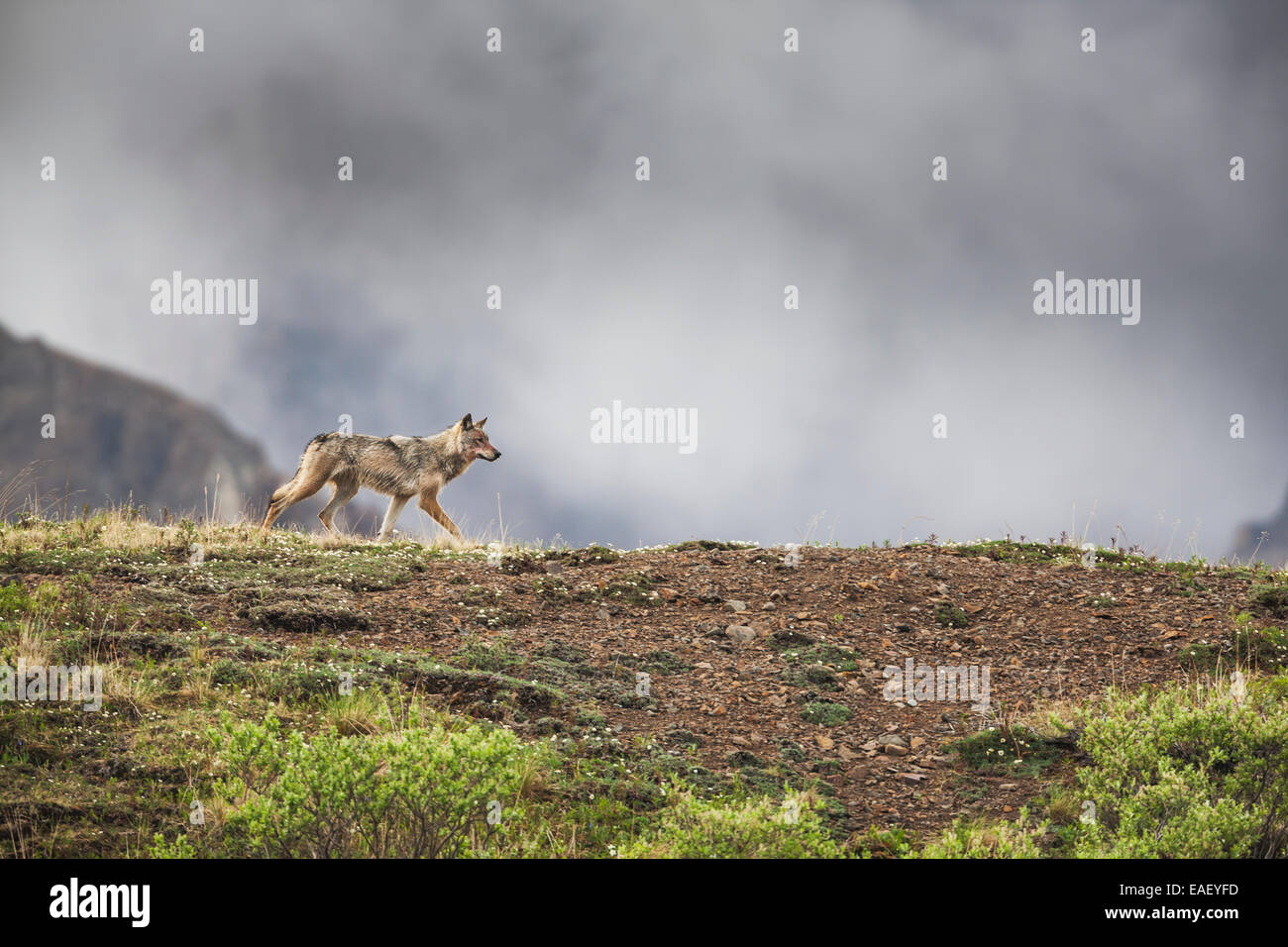 Wolf on ridgeline hi-res stock photography and images - Alamy