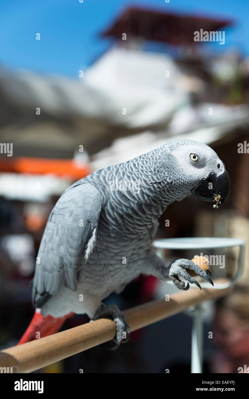 Parrot, Rhodes, Rhodes, Greece Stock Photo - Alamy