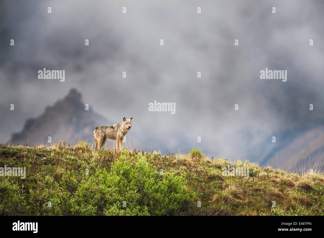 Gray wolf mountain hi-res stock photography and images - Alamy
