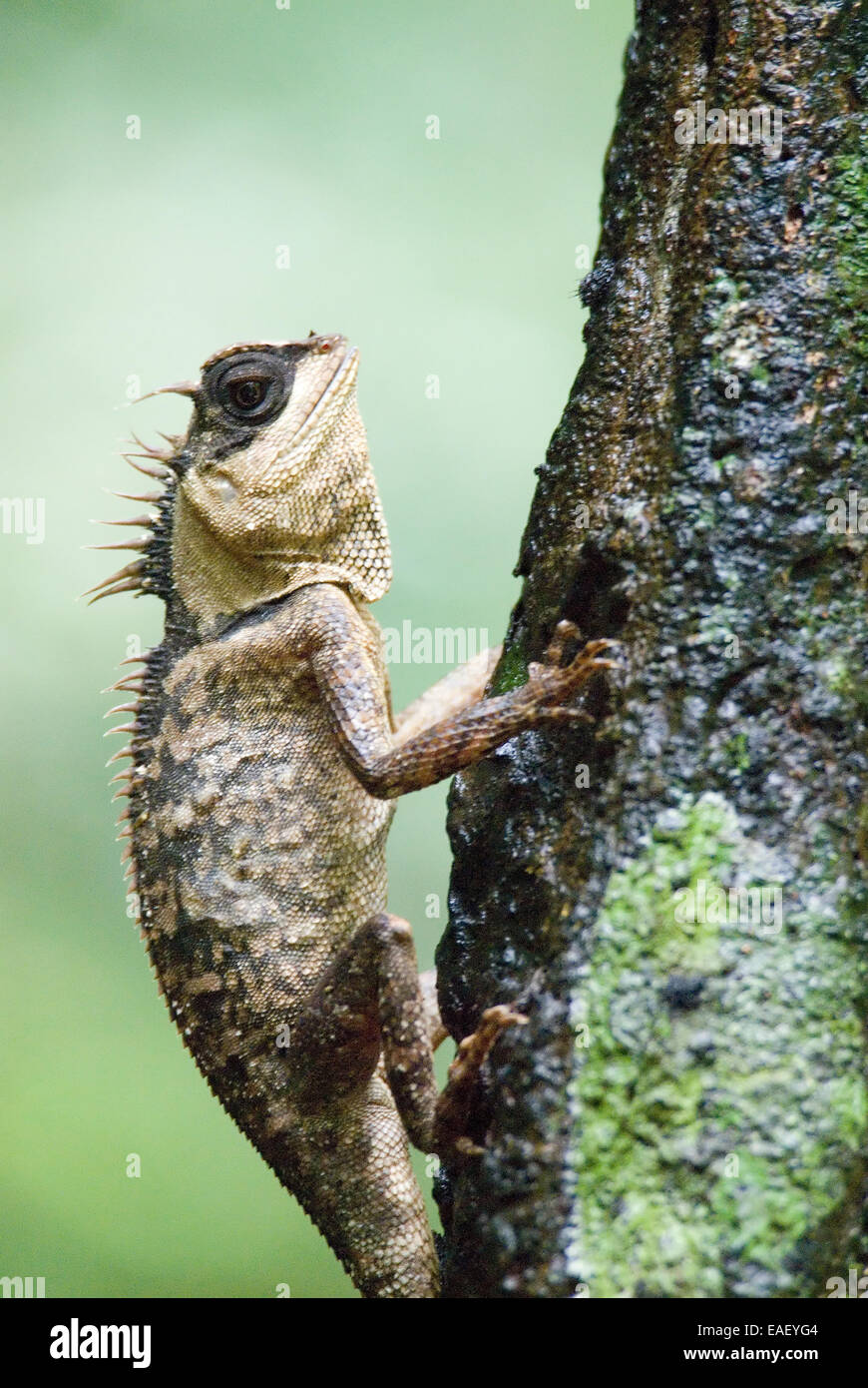 Side view of a Lizard Stock Photo - Alamy
