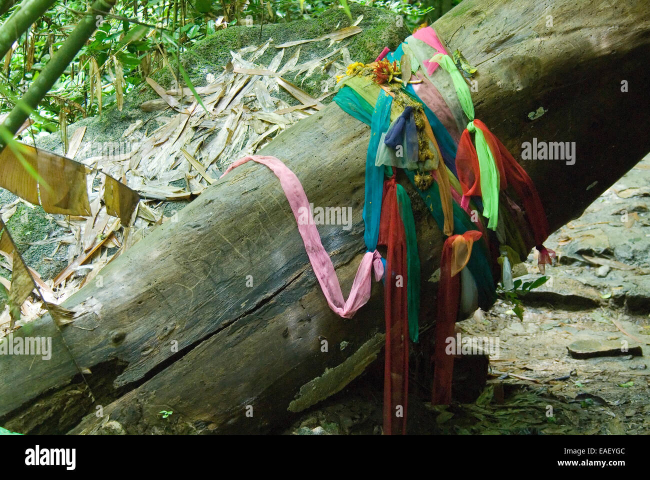 Trees with ribbons Stock Photo - Alamy