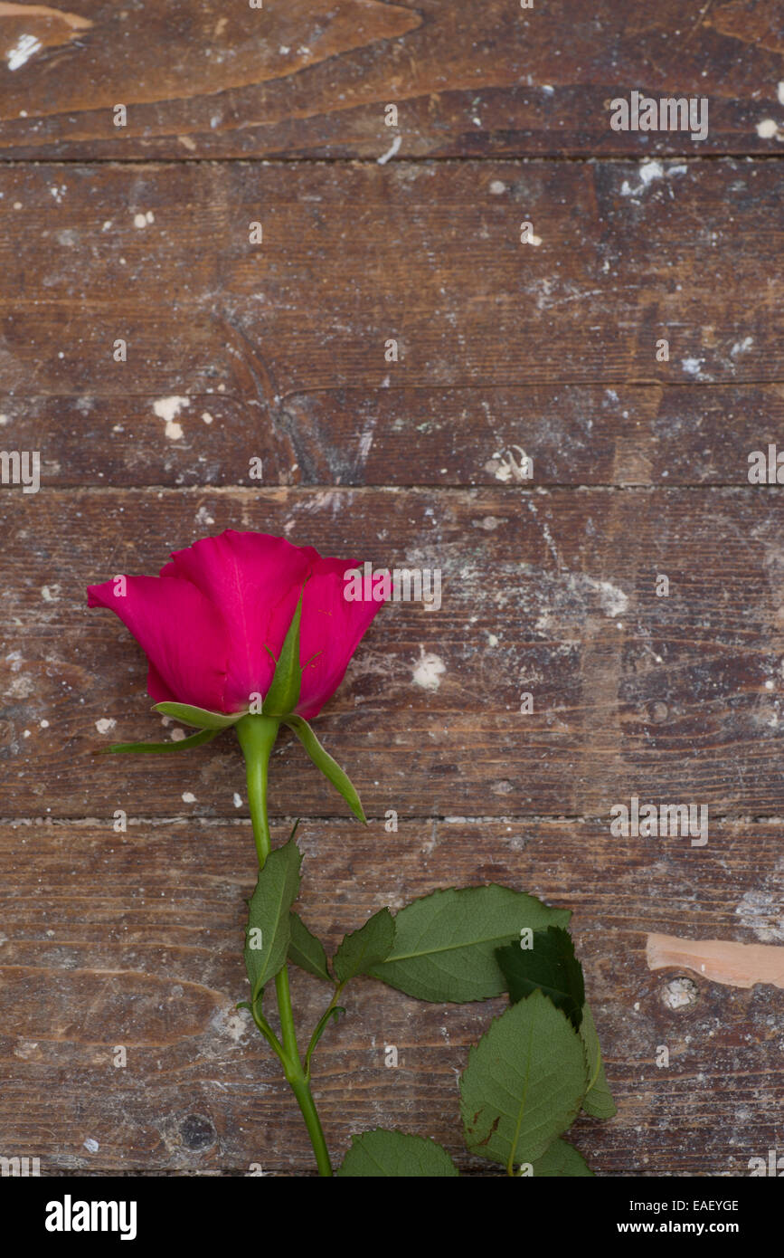 Bright white room with floorboards Stock Photo - Alamy