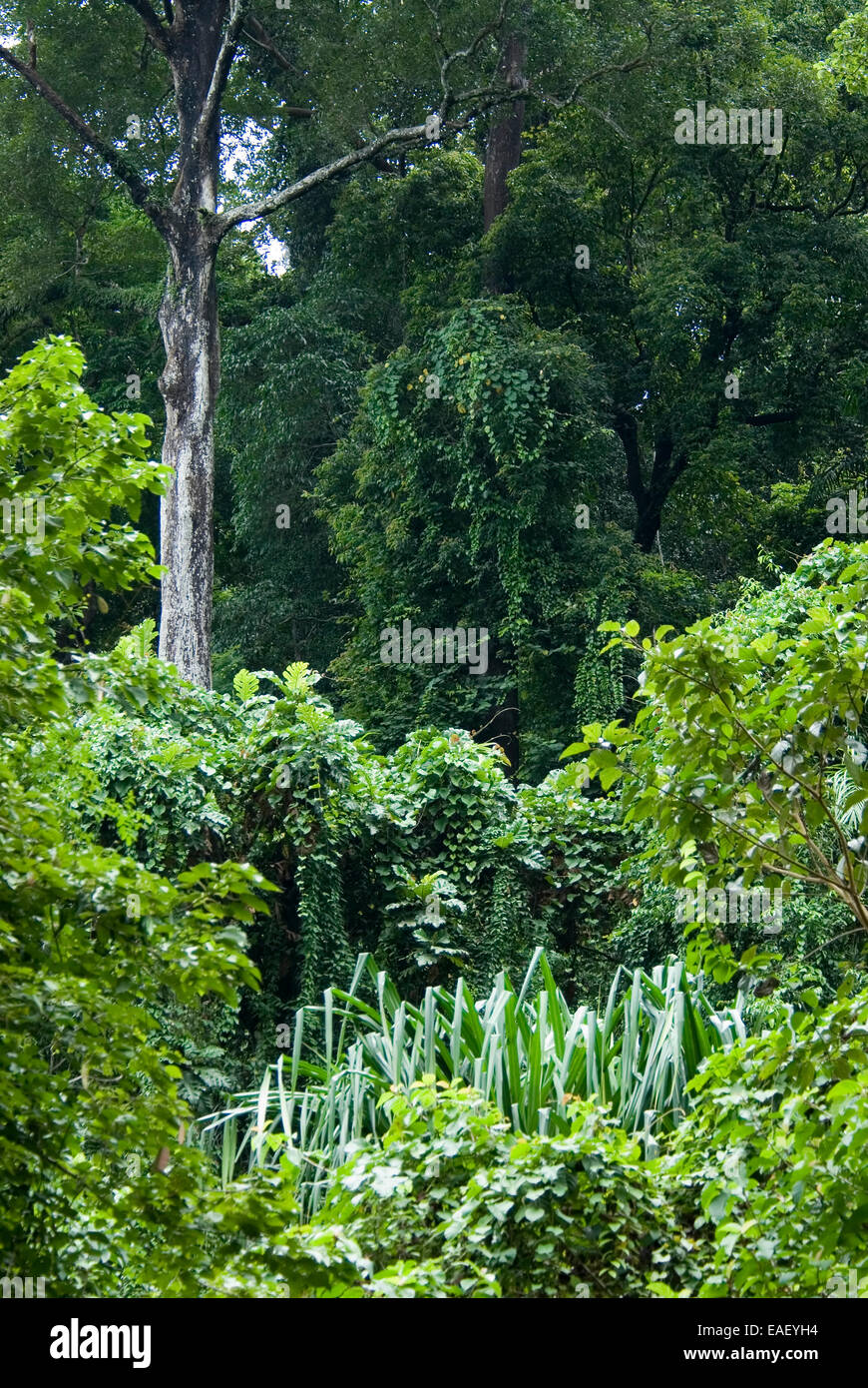 Green Forest Canopy on Tropical Island Stock Photo - Alamy