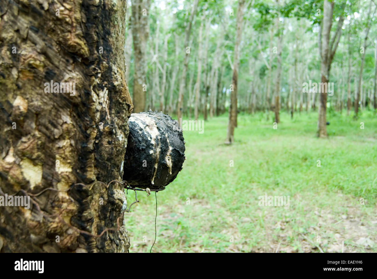 Sapping hi-res stock photography and images - Alamy