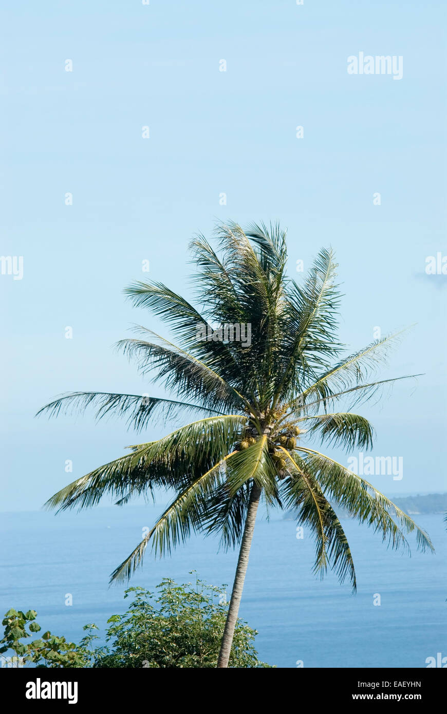 Single Palm Tree Stock Photo - Alamy