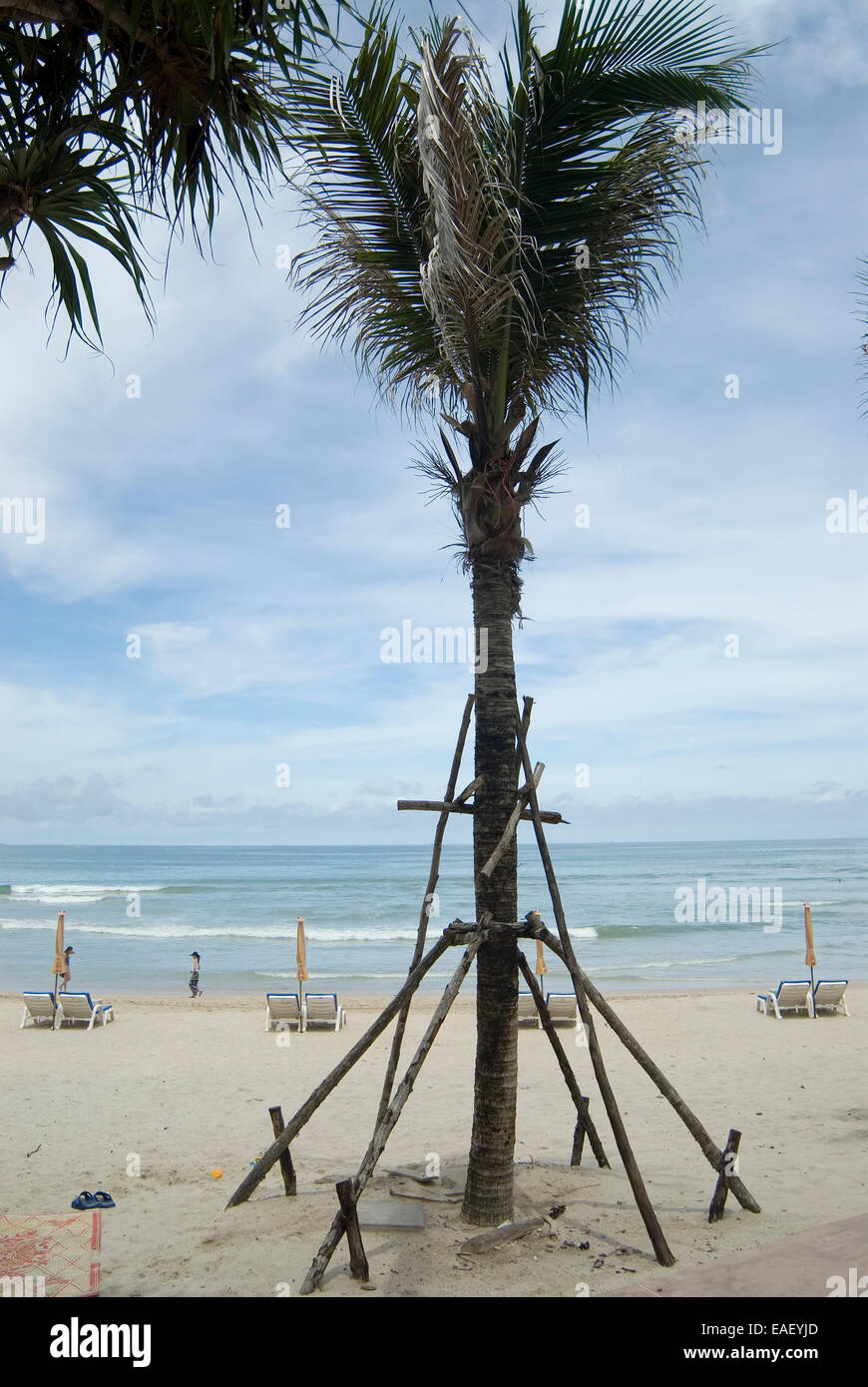 New trees on beach after Tsunami, 2004 Stock Photo - Alamy