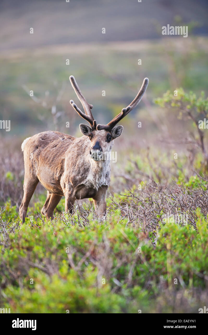 Bull Caribou Standing In Front High Resolution Stock Photography and ...
