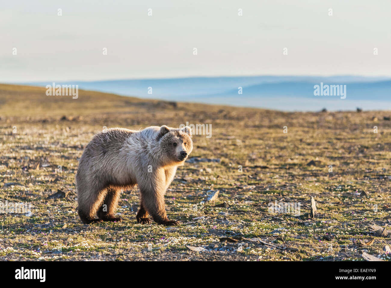Digital omnivore image hi-res stock photography and images - Alamy