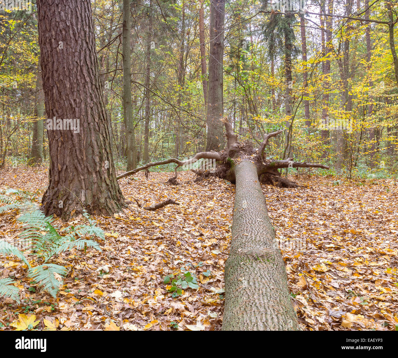 Beautiful autumnal forest in poland hi-res stock photography and images ...