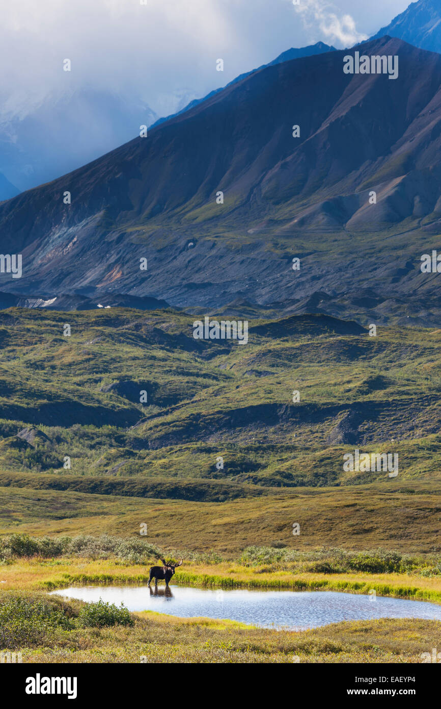 Muldrow glacier denali national park hi-res stock photography and ...