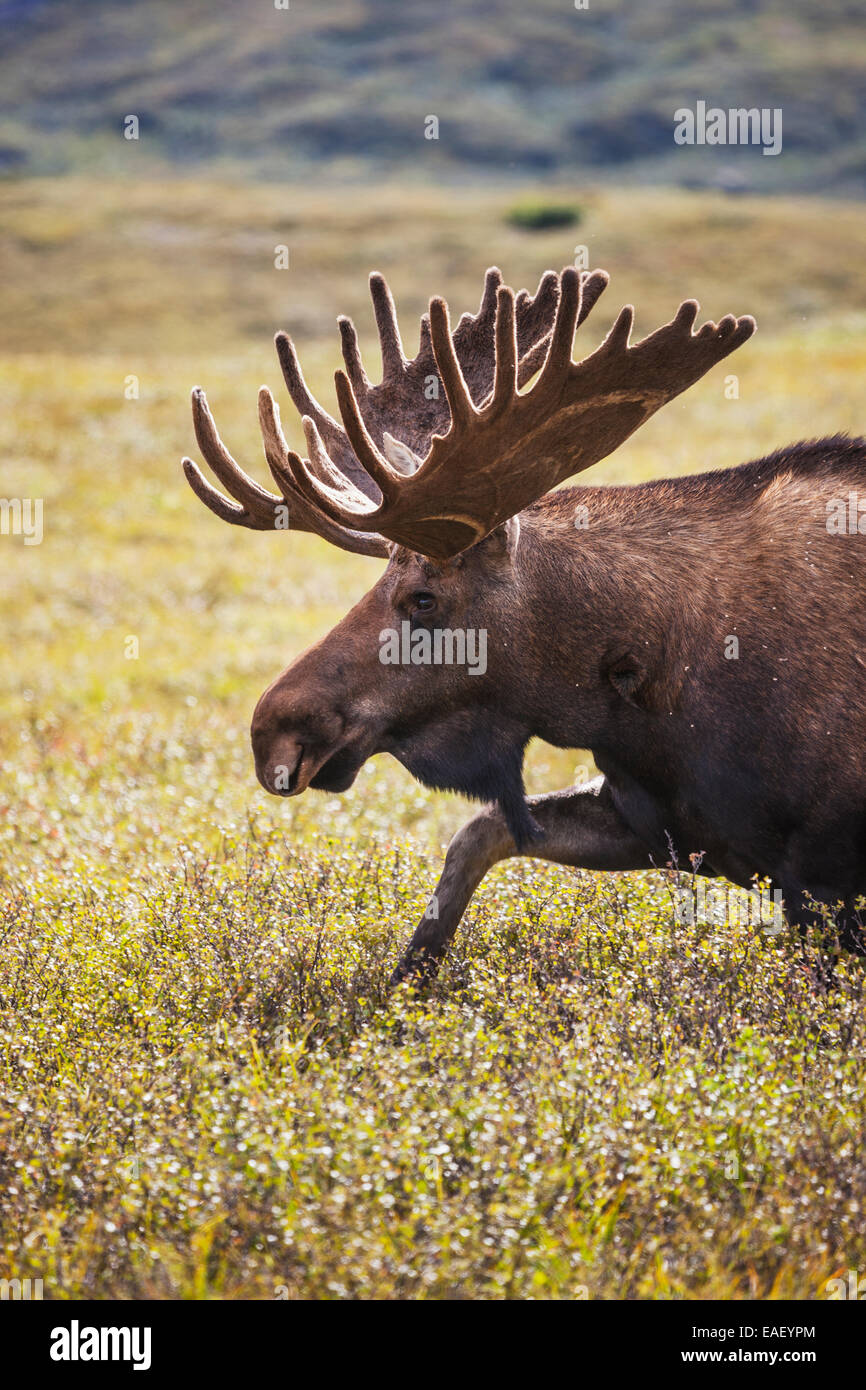 Moose antler velvet hi-res stock photography and images - Alamy