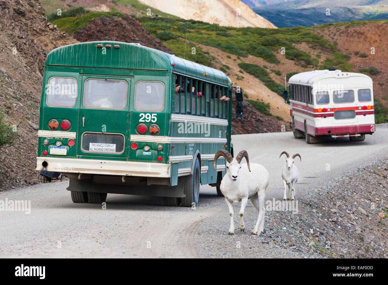 Road,Tourists,Alaska,Dall Sheep,Tour Bus Stock Photo - Alamy