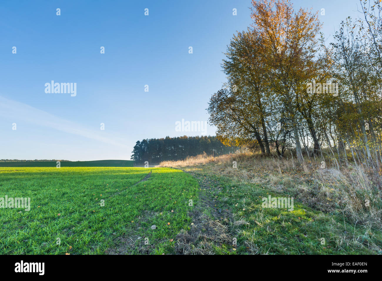Grassy field at autumn. Natural landscape Stock Photo - Alamy