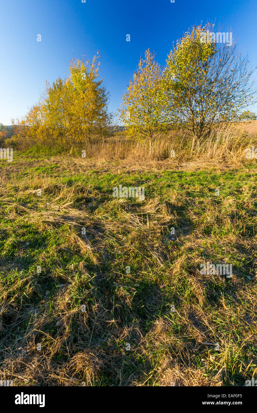Grassy field at autumn. Natural landscape Stock Photo - Alamy