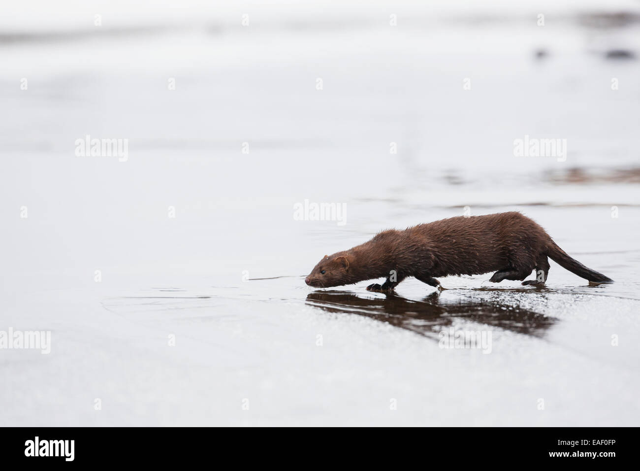 American mink alaska hi-res stock photography and images - Alamy