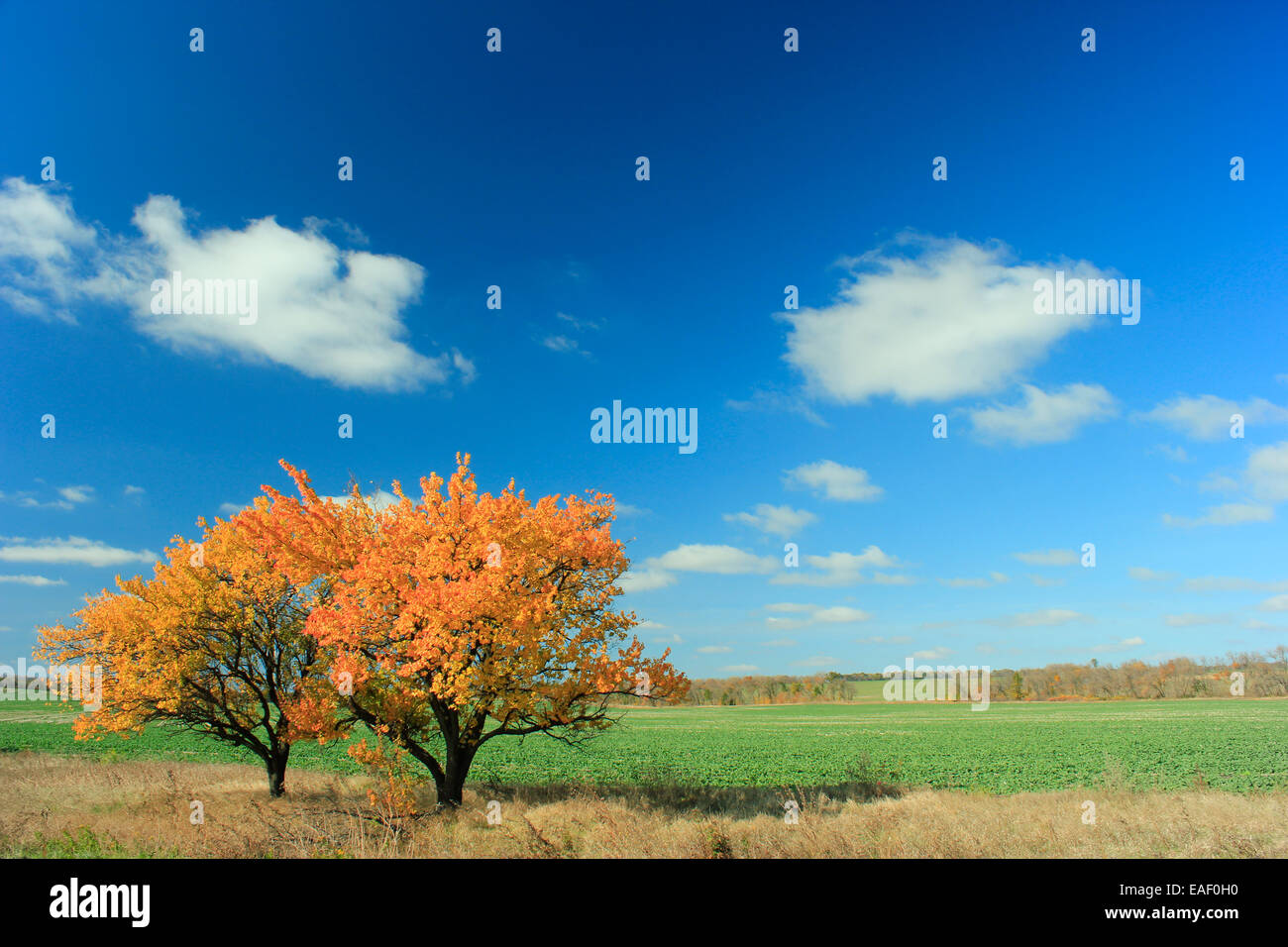 Two trees with yellow leaves standing side by side Stock Photo - Alamy