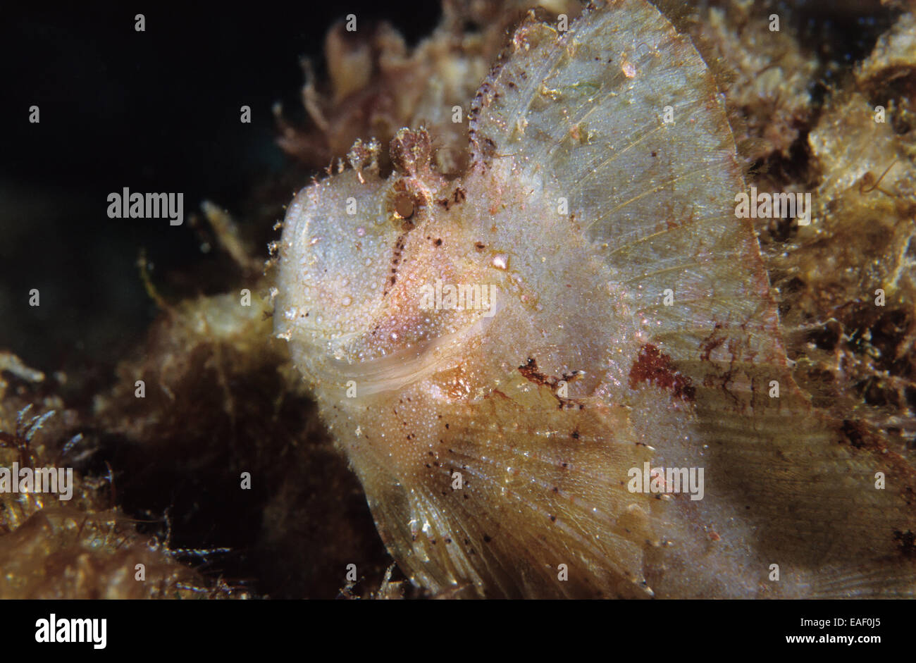 Tropical Leaf fish Stock Photo - Alamy