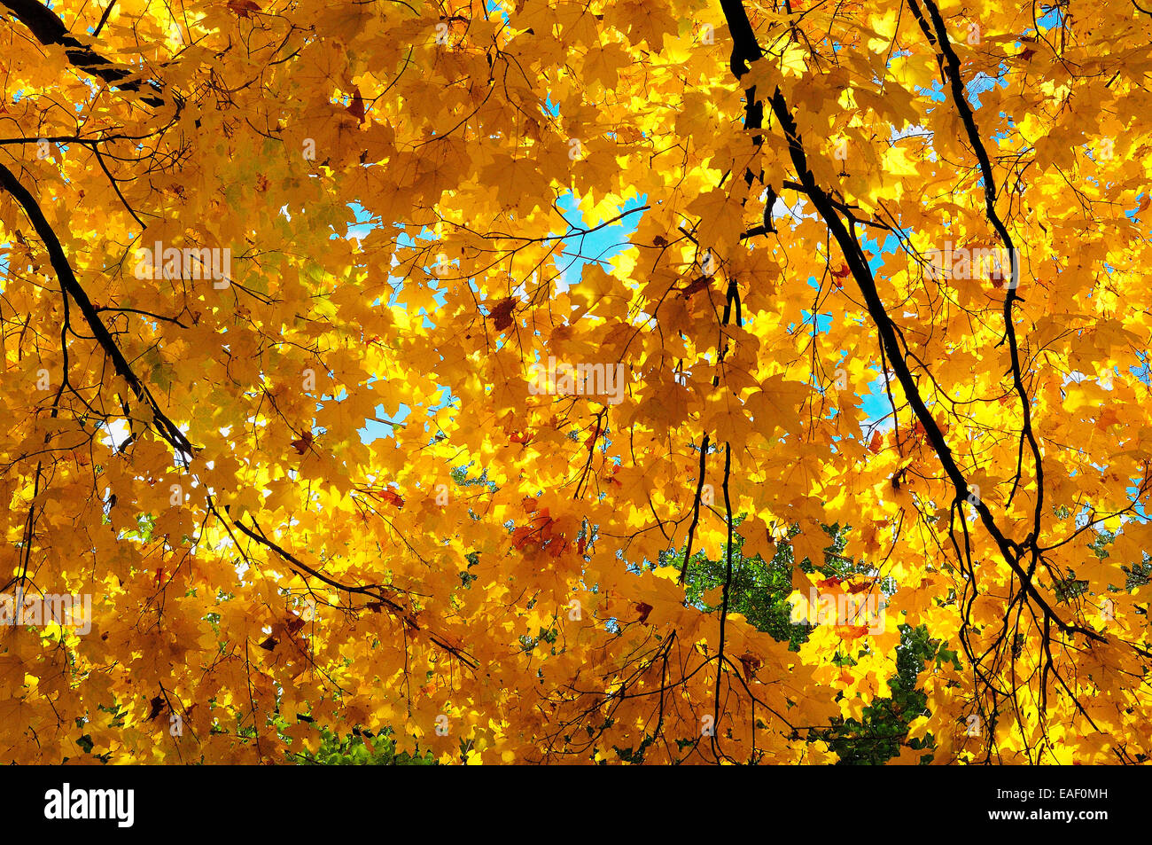 Norway Maple tree in full autumn bloom. (Acer platanoides Stock Photo ...