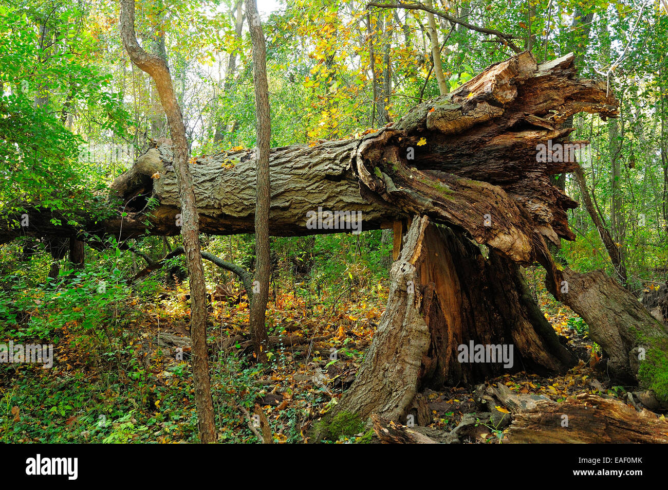 Giant tree fallen in woodlands Stock Photo - Alamy
