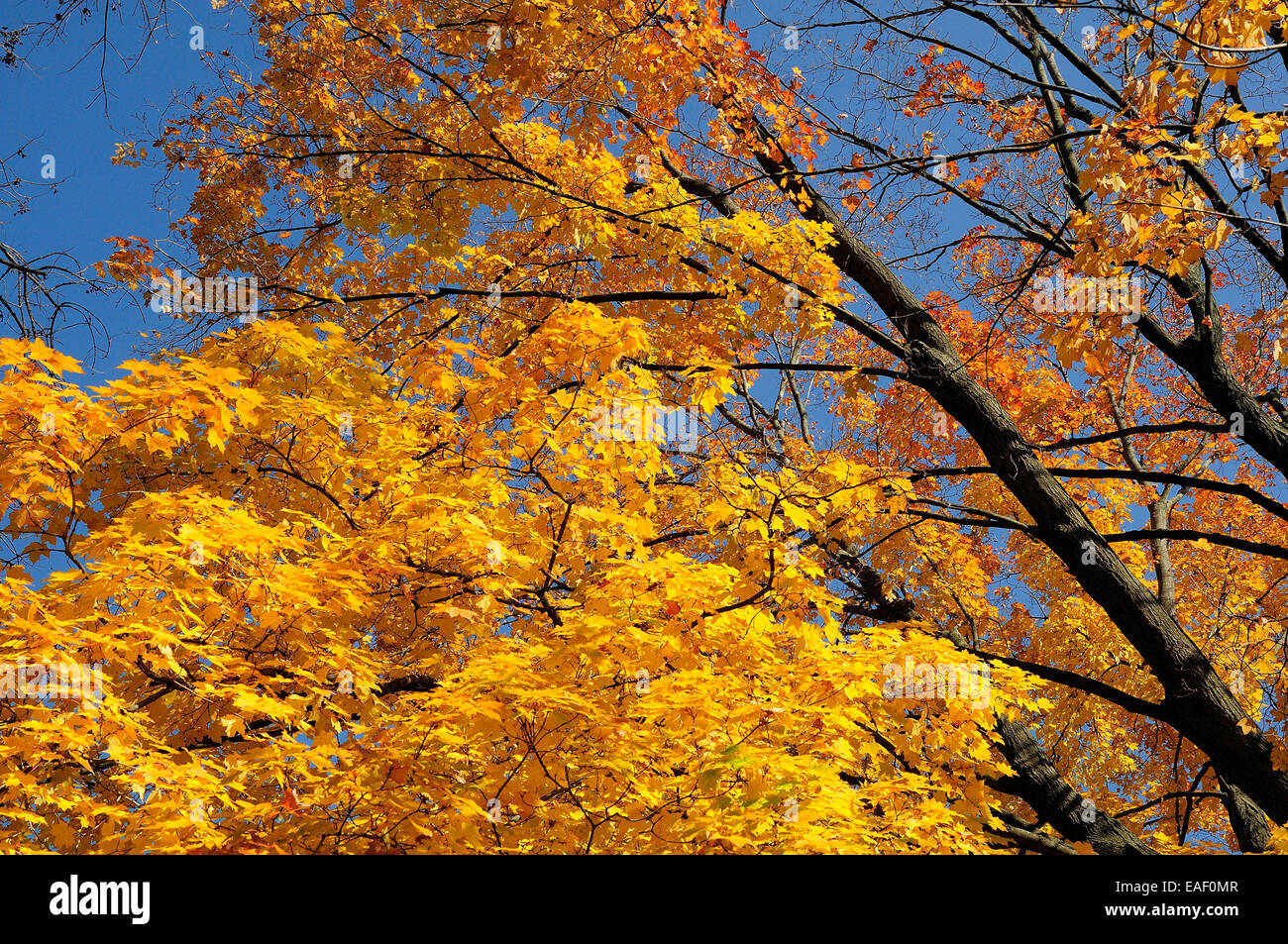 Norway maple tree hi-res stock photography and images - Alamy