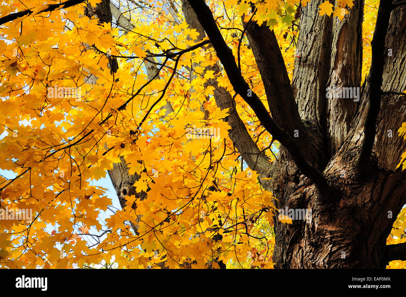 Norway Maple tree in full autumn bloom. (Acer platanoides Stock Photo ...
