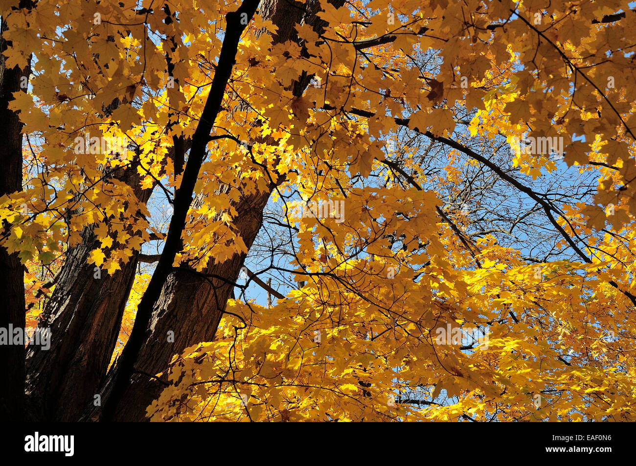 Norway maple tree hi-res stock photography and images - Alamy