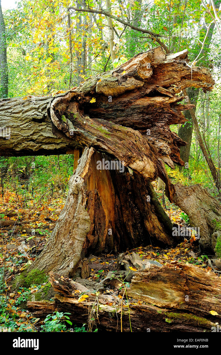 Giant tree fallen in woodlands Stock Photo - Alamy