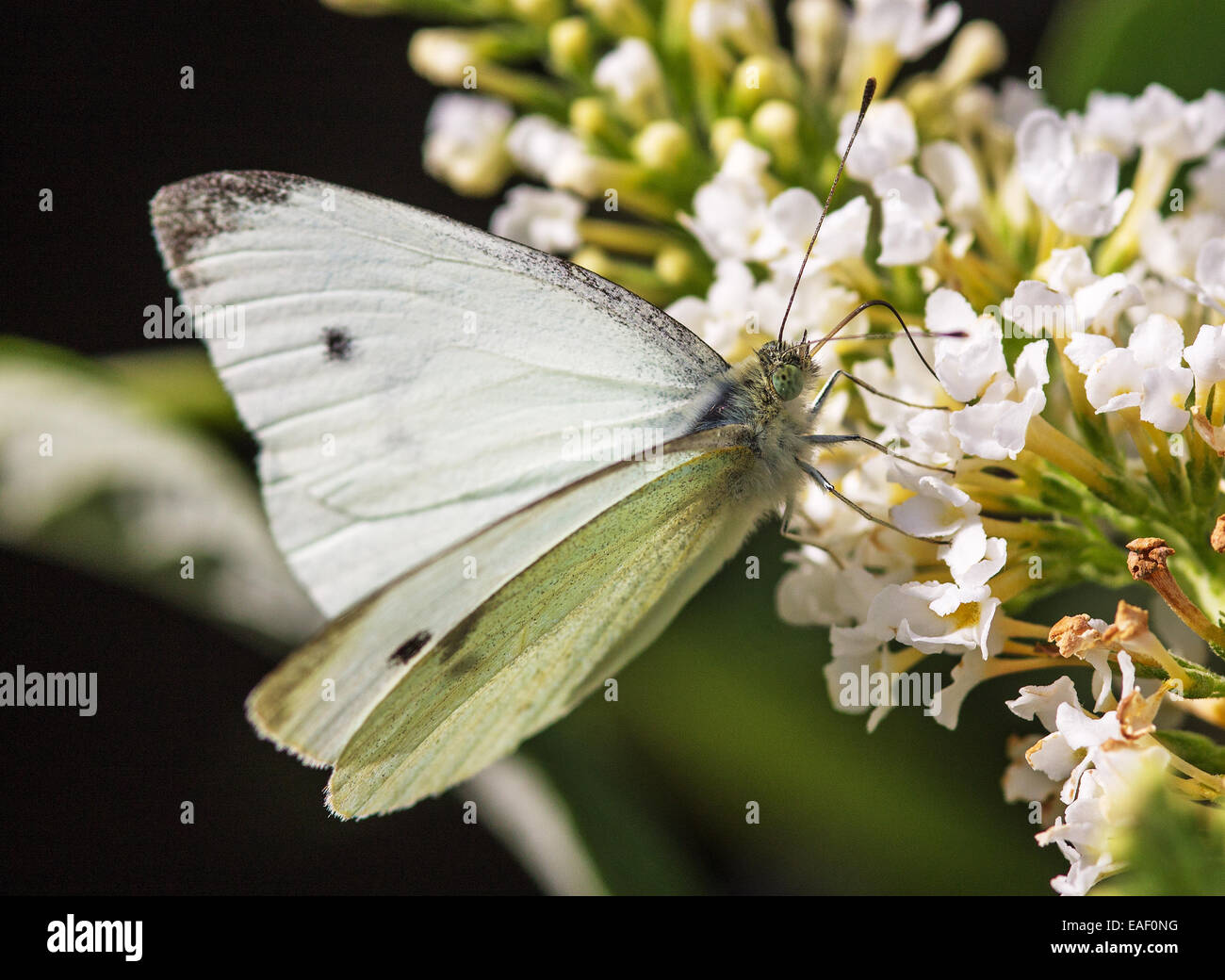 Cabbage White Fly On Cabbage High Resolution Stock Photography and ...