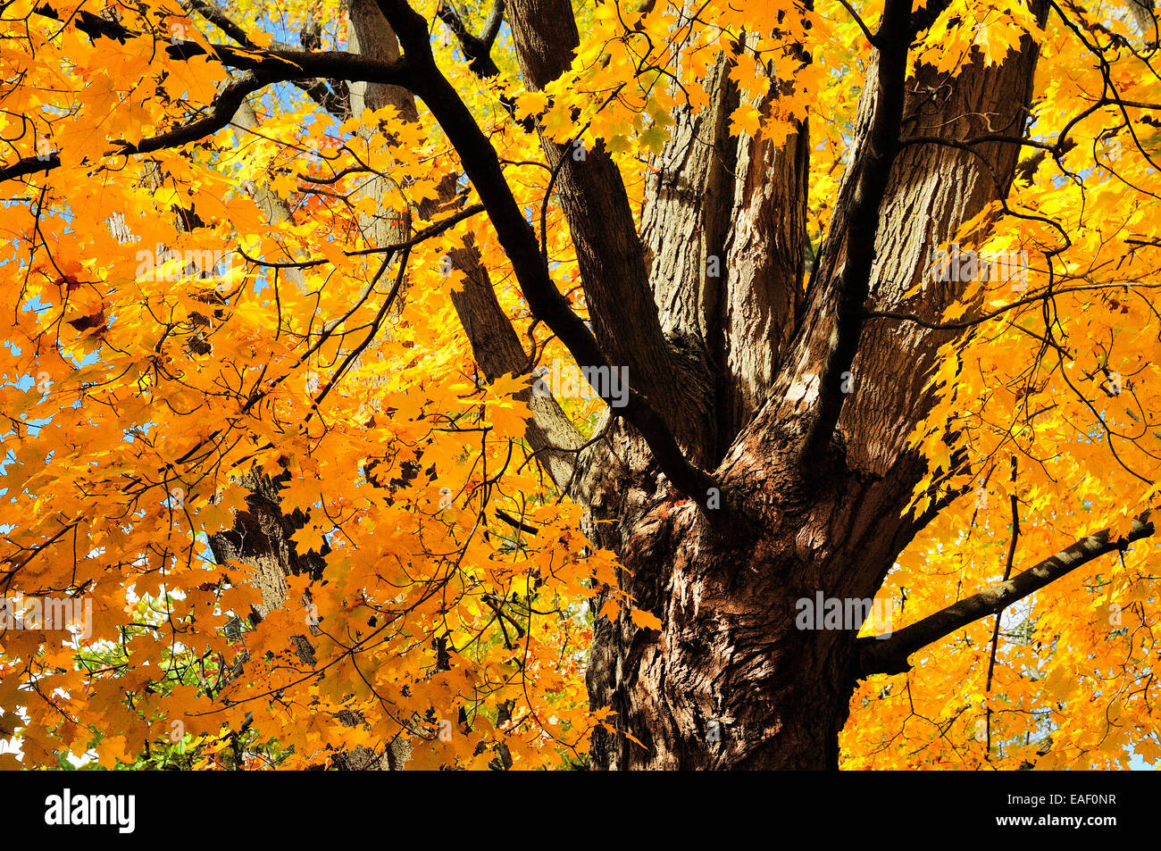 Norway Maple Tree High Resolution Stock Photography and Images - Alamy