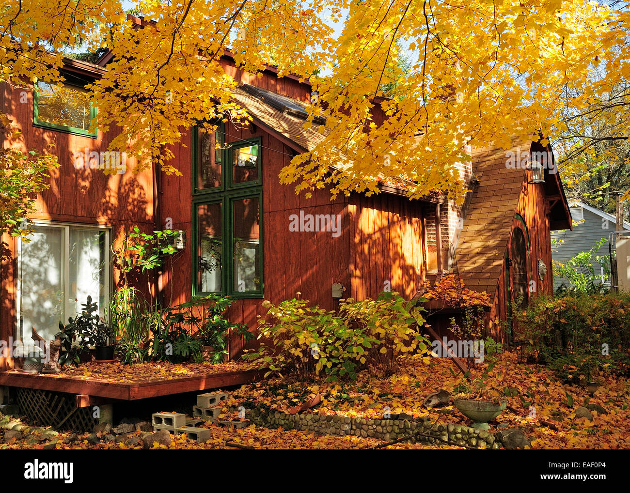 Autumn Norway Maple blooming in front of cottage. (Acer platanoides ...