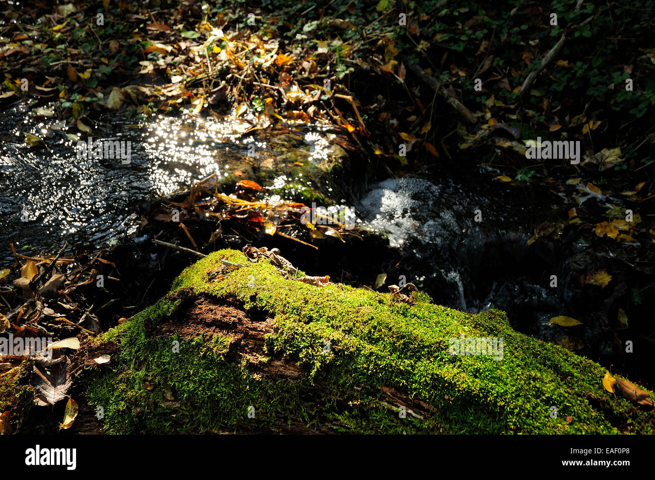 Log with moss hi-res stock photography and images - Alamy
