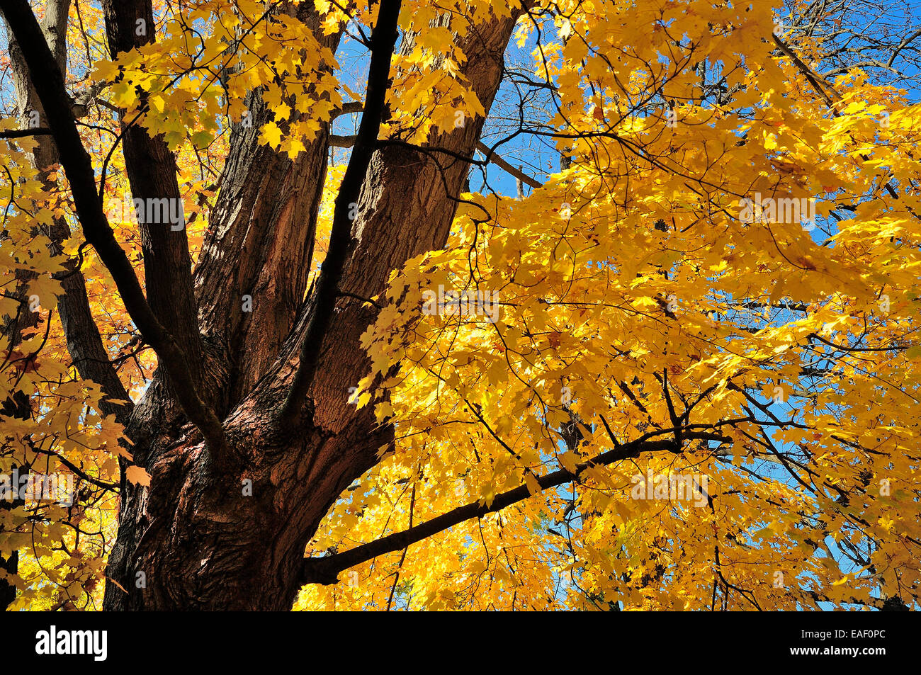 Norway maple tree hi-res stock photography and images - Alamy