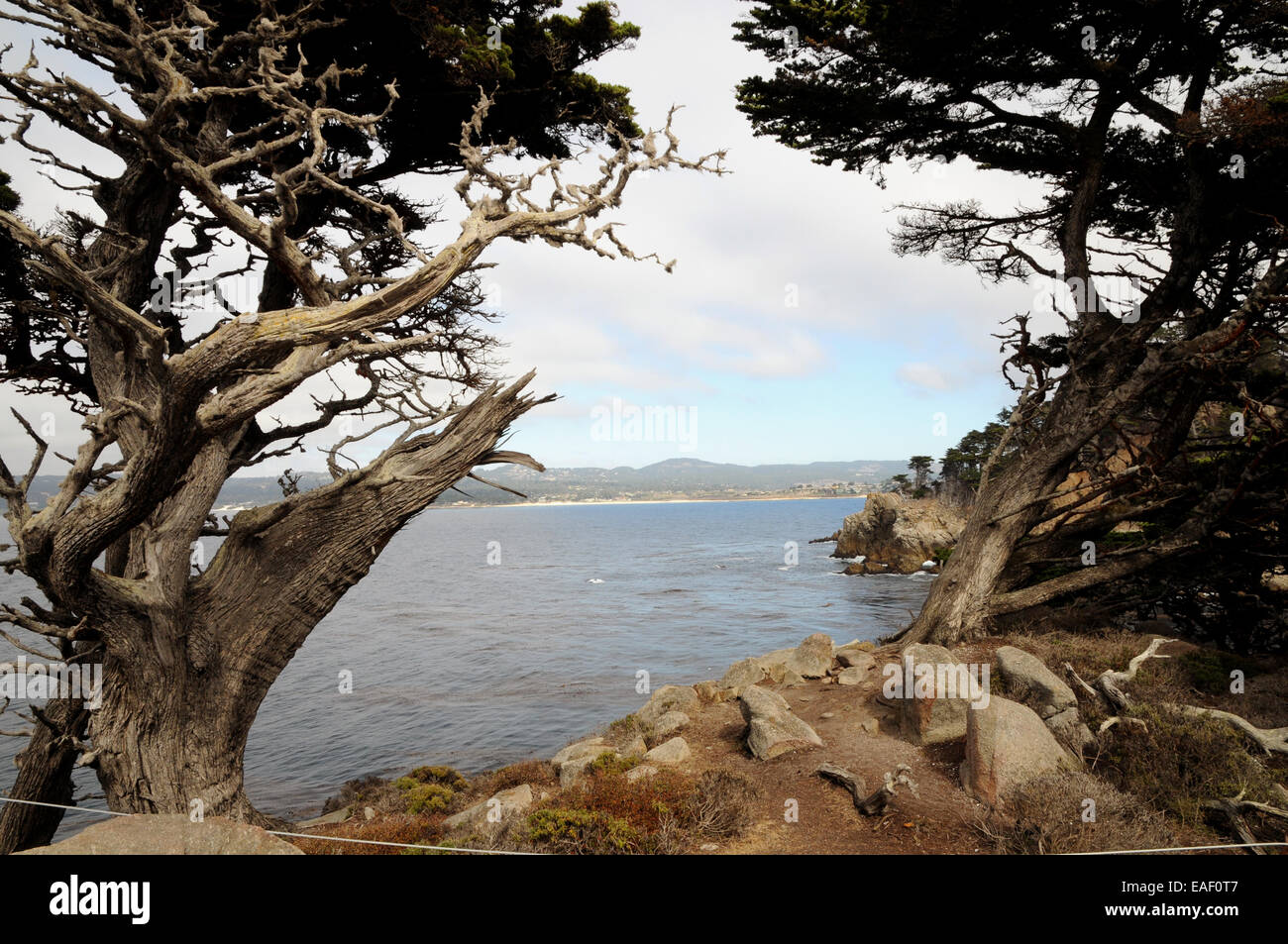 Walking trails point lobos hi-res stock photography and images - Alamy