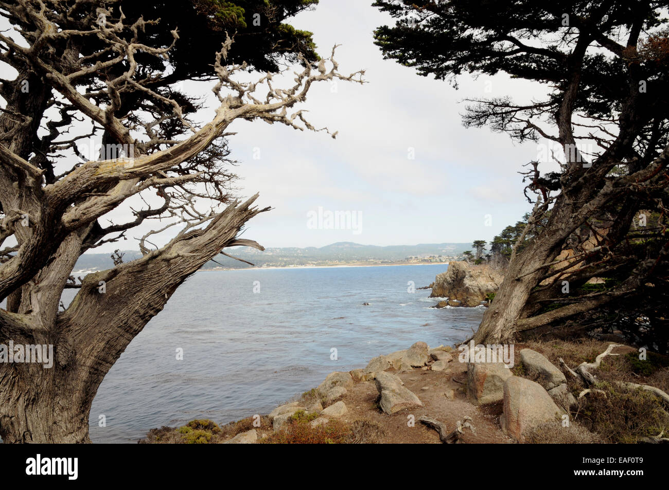 View through the Monterey Cypress at Point Lobos Natural Reserve near ...