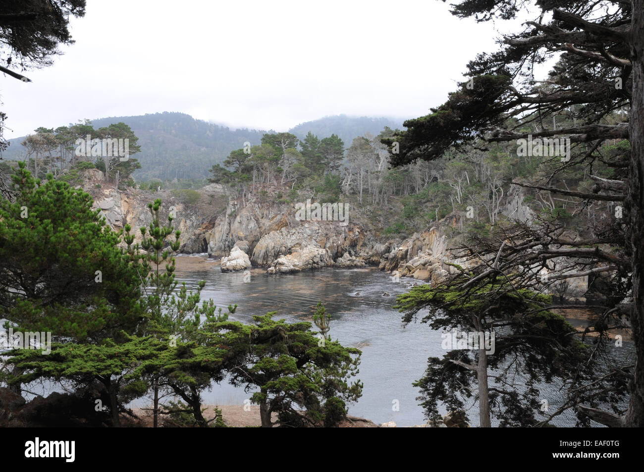 Drawing of monterey cypress hi-res stock photography and images - Alamy