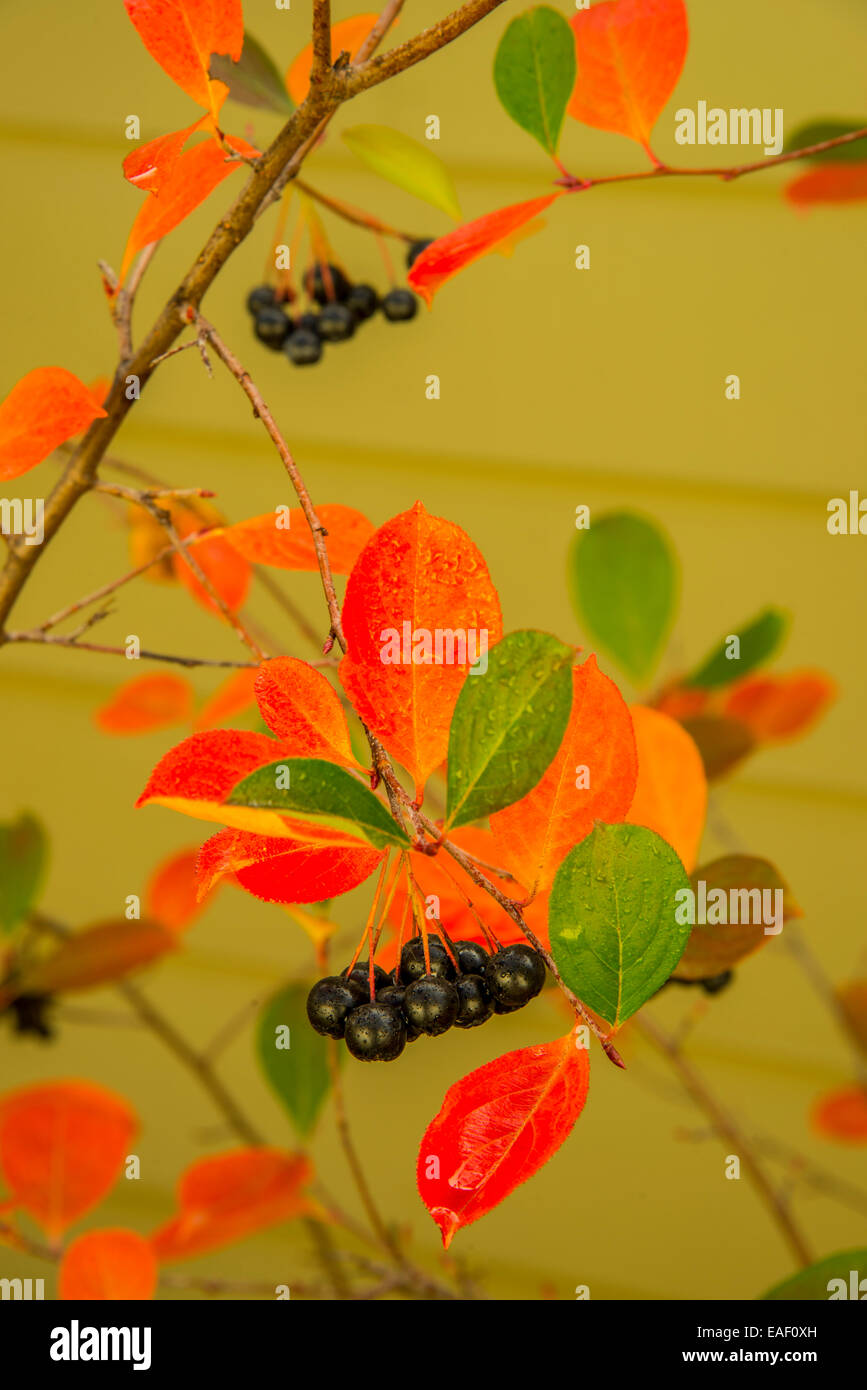 Aronia or Choke Cherries,Hanging on a branch with leaves in fall colors ...