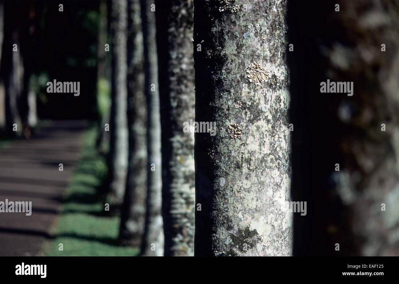 Line of trees in Botanical garden Stock Photo - Alamy