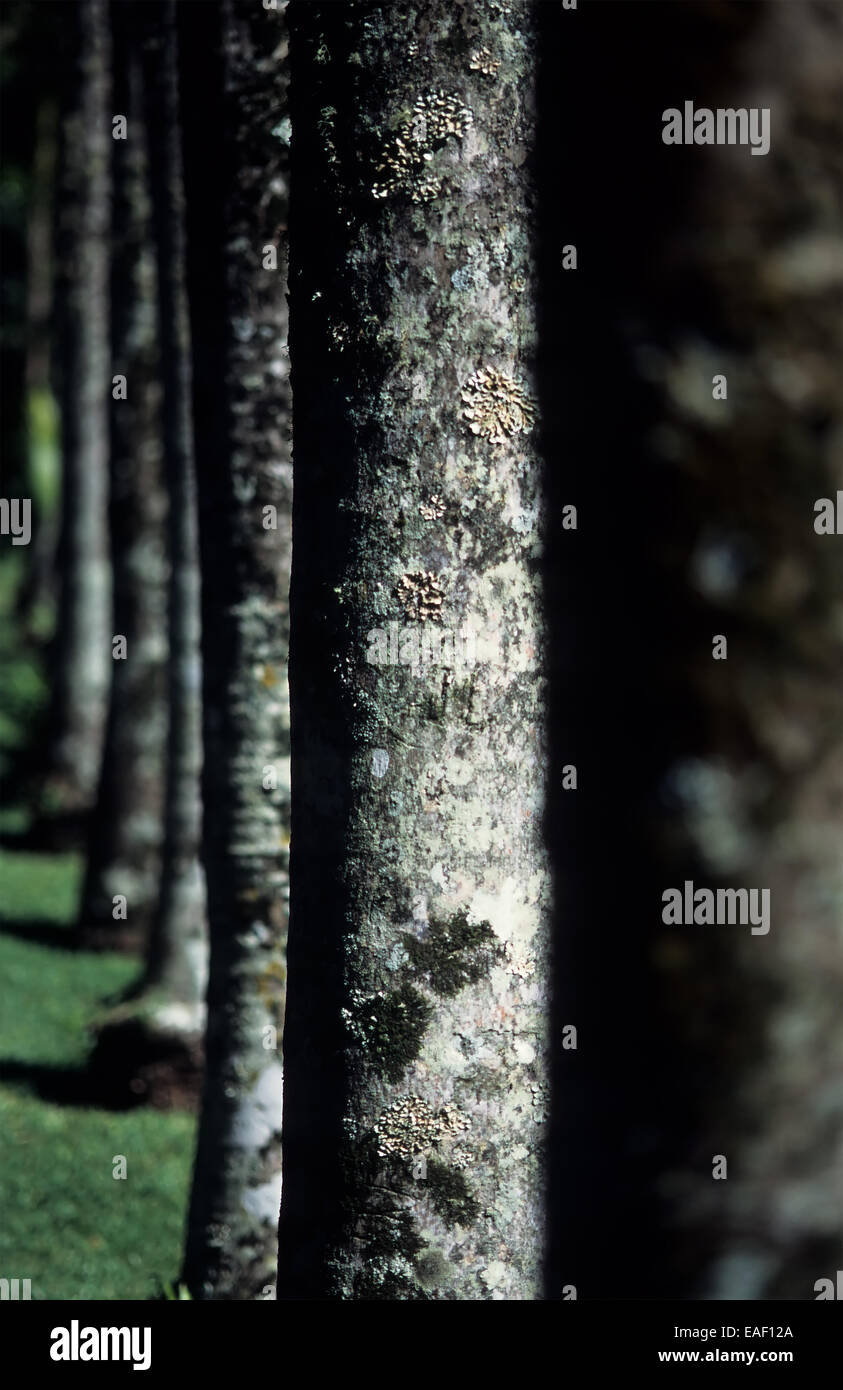 Line of trees in a botanical garden Stock Photo - Alamy