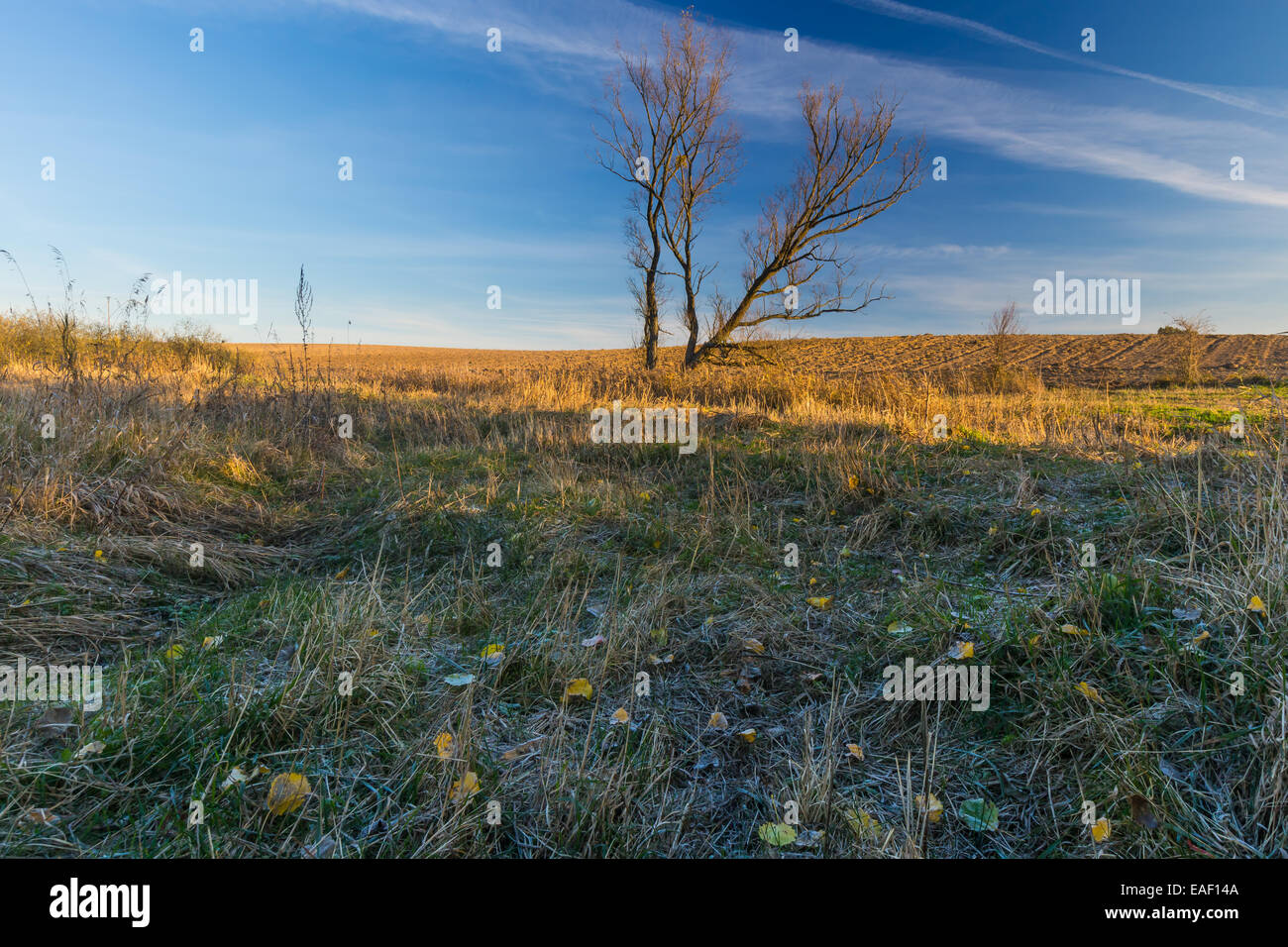 Grassy field at autumn. Natural landscape Stock Photo - Alamy